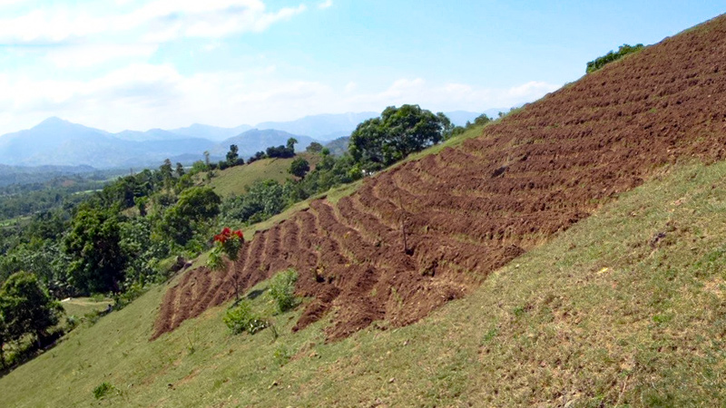 Haitis Agriculture And Crops